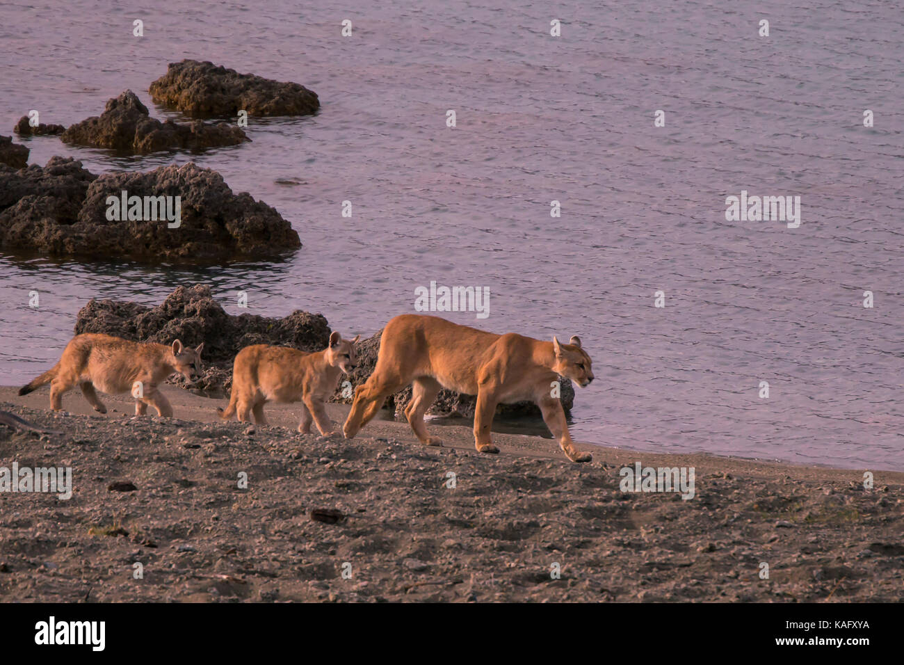 Juvenile mountain lion hi-res stock photography and images - Alamy