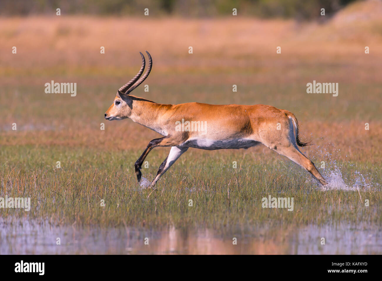 Red Lechwe (Kobus leche leche) Male, buck takes flight in leaping ...