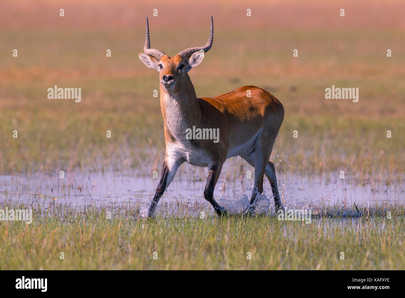 Red Lechwe (Kobus leche leche) female running through the freshwater ...