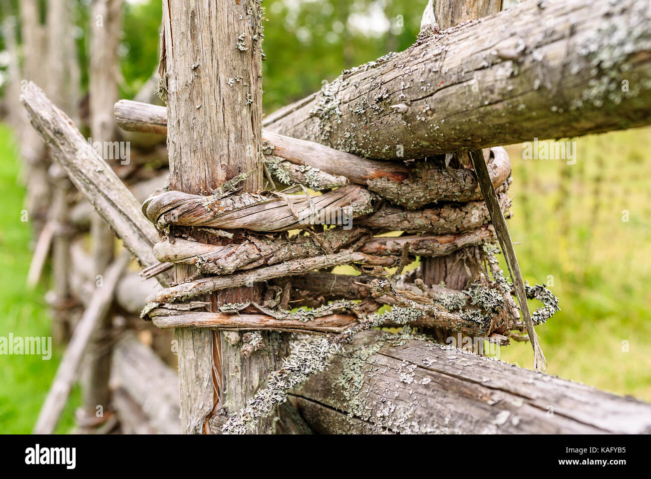 Traditional Scandinavian round pole fence binding made of young sapling ...