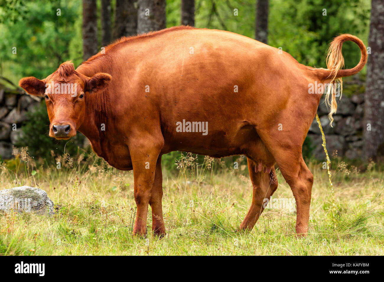 Brown cow urinating while looking at you Stock Photo - Alamy