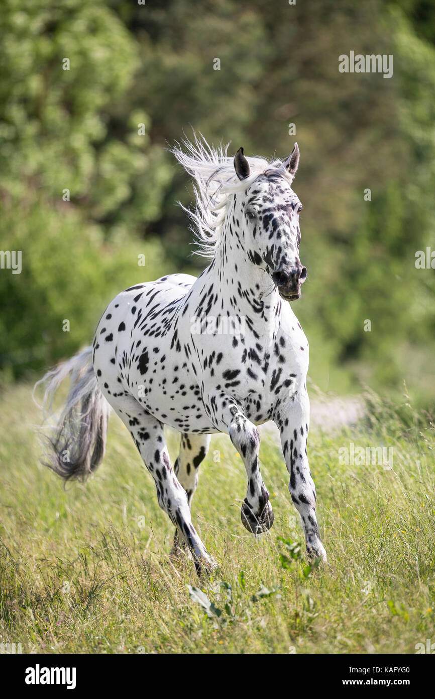 Knabstrup Horse. Adult stallion galloping on a pasture. Austria Stock ...