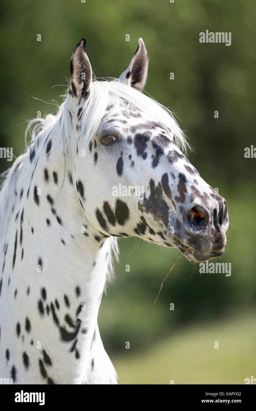 Knabstrup. Portrait of a leopard-spotted stallion. Austria Stock Photo ...