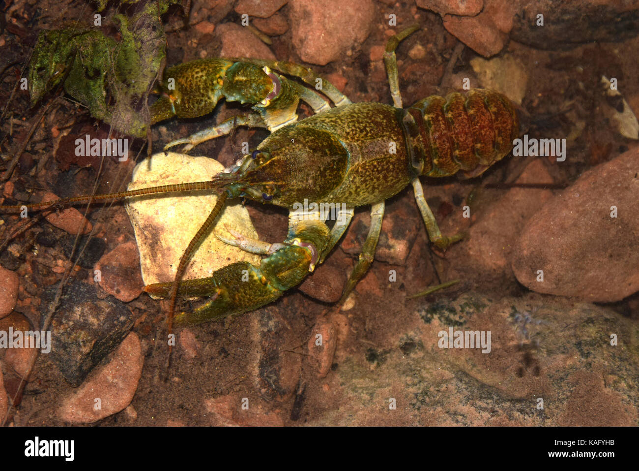Crayfish of north america hi-res stock photography and images - Alamy