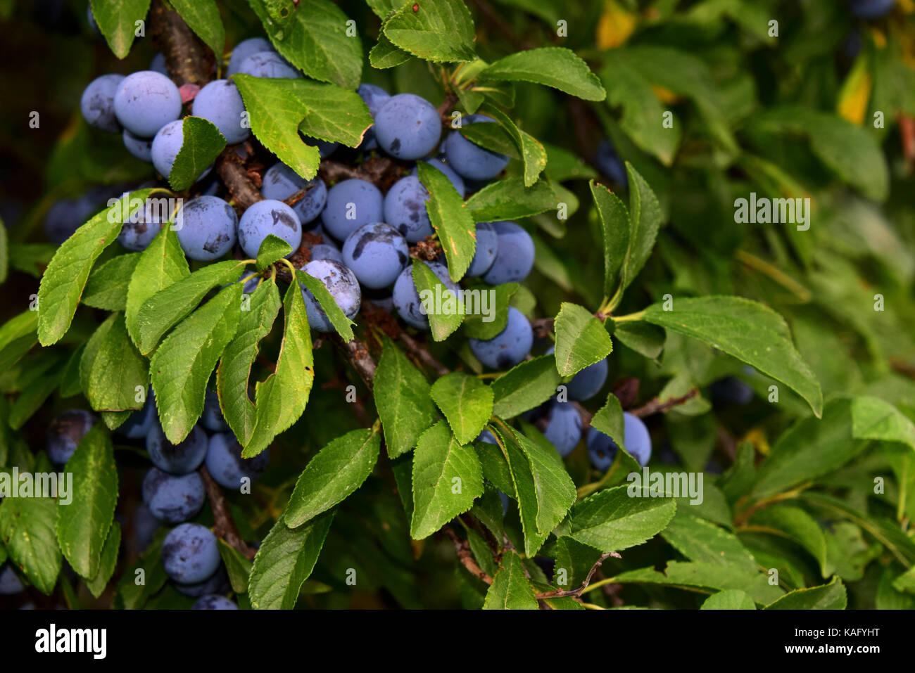 Sloe of europe hi-res stock photography and images - Alamy