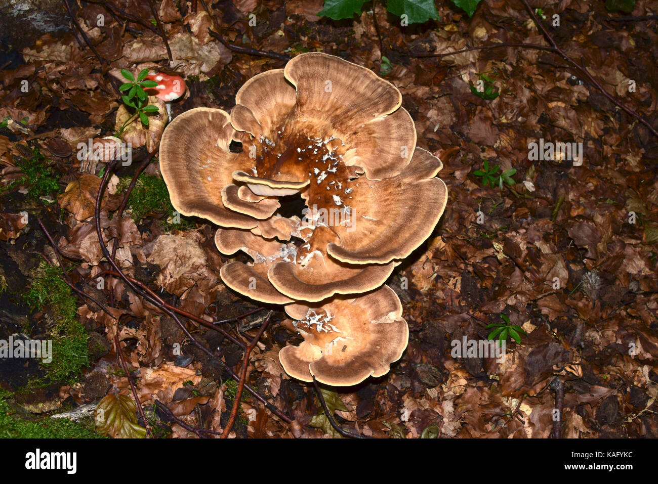 Giant Polypore (Meripilus giganteus) Fruiting body Stock Photo - Alamy