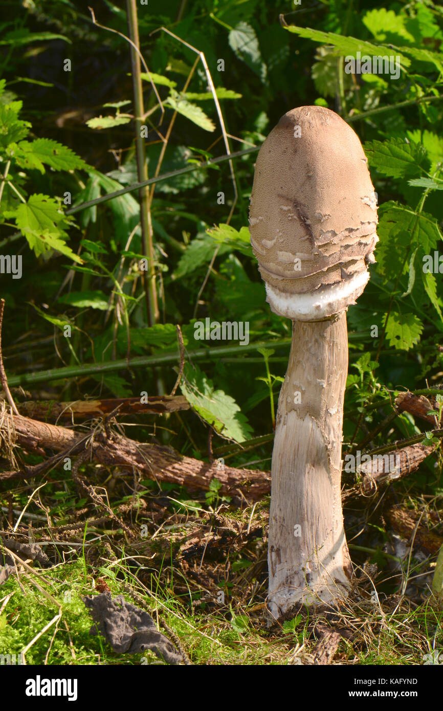 Big mushroom hi-res stock photography and images - Alamy