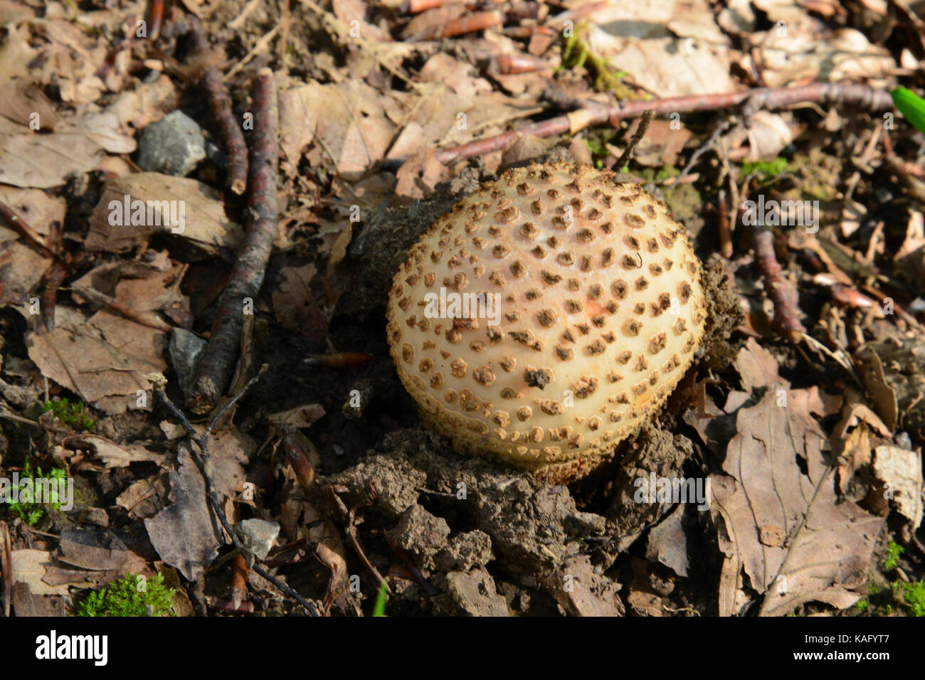 Common Earthball (Scleroderma citrinum, Scleroderma vulgare Stock Photo ...