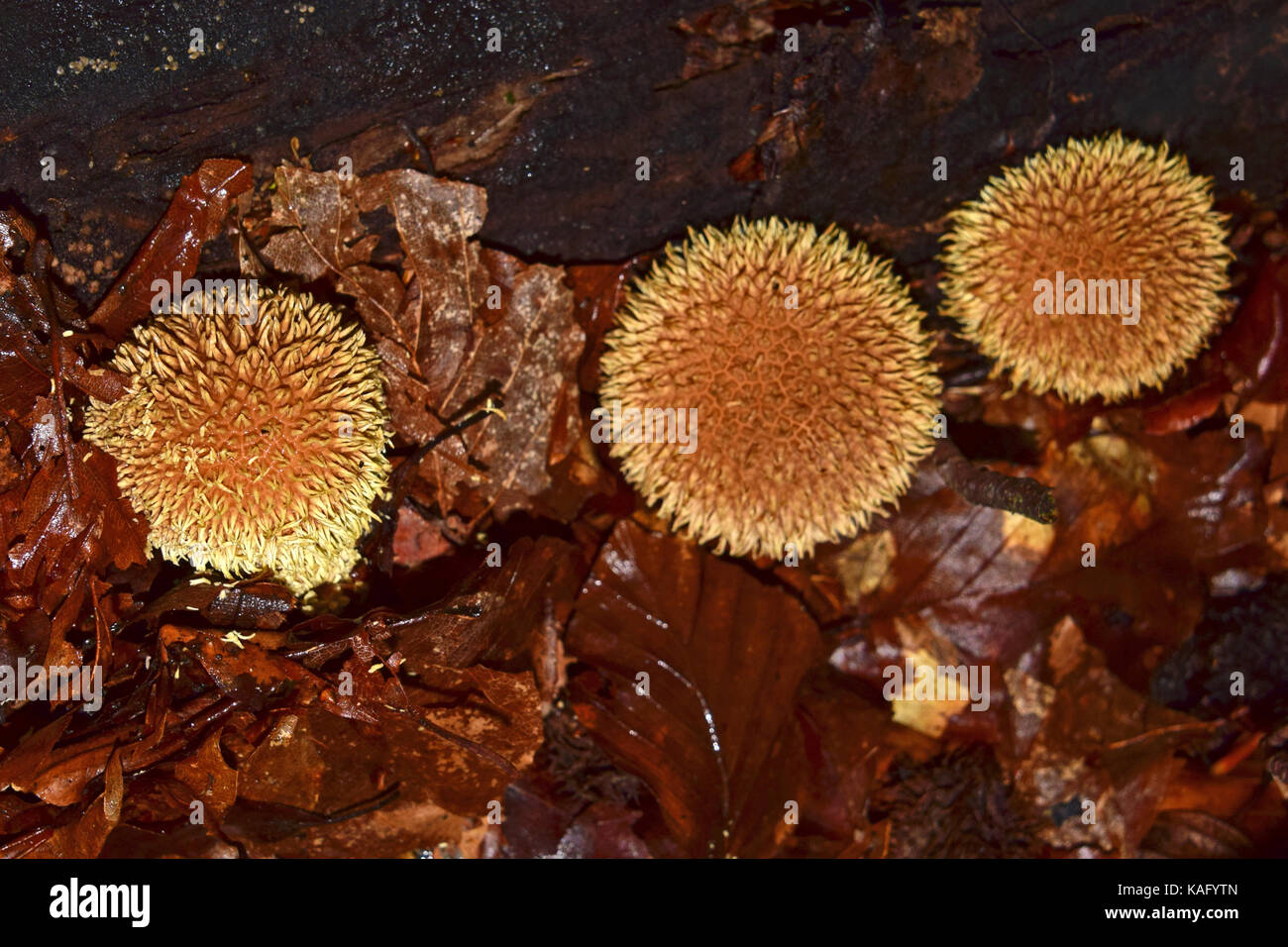 Spiny Puffball, Spring Puffball (Lycoperdon echinatum). three Fruiting ...