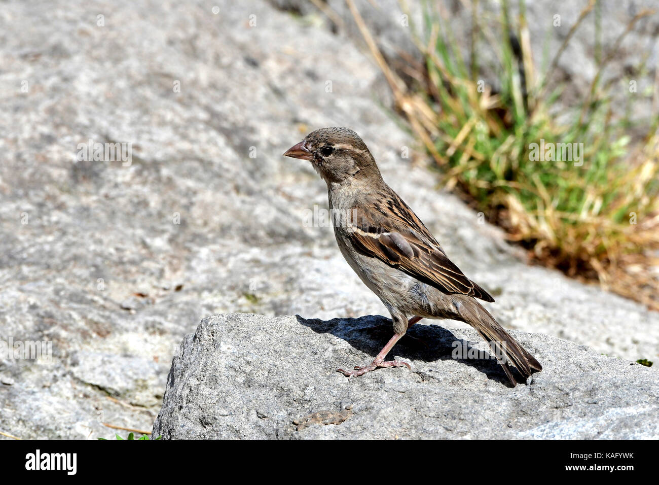 Housesparrow (Passer domesticus), female Stock Photo - Alamy