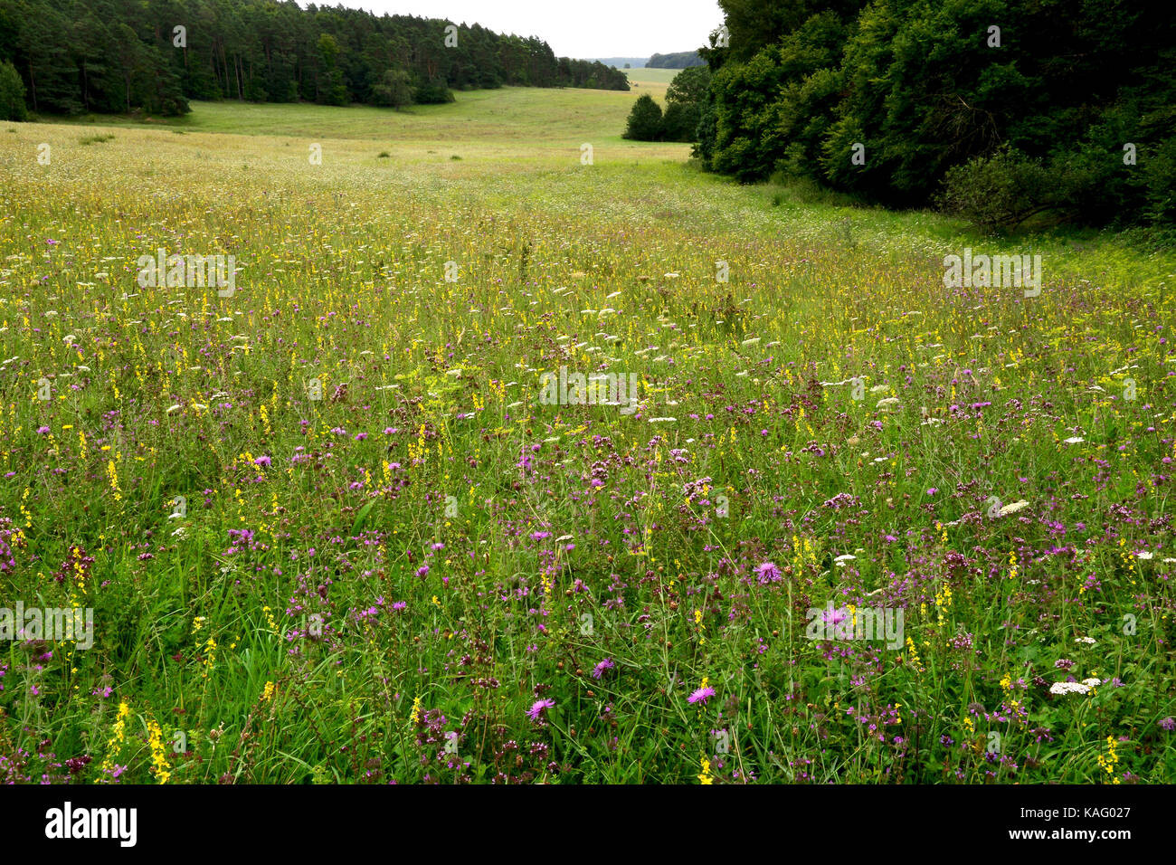 Flowering meadow with various wildflowers Stock Photo - Alamy