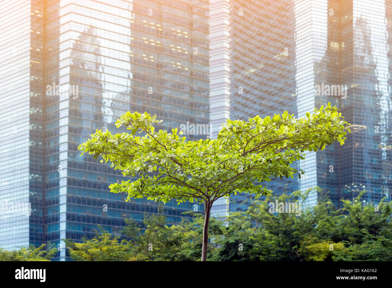 fresh green tree between huge skyscrapers in Singapore by rainy evening ...