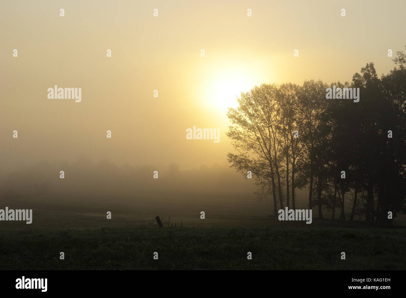 Foggy forest morning sunrise nature hi-res stock photography and images ...