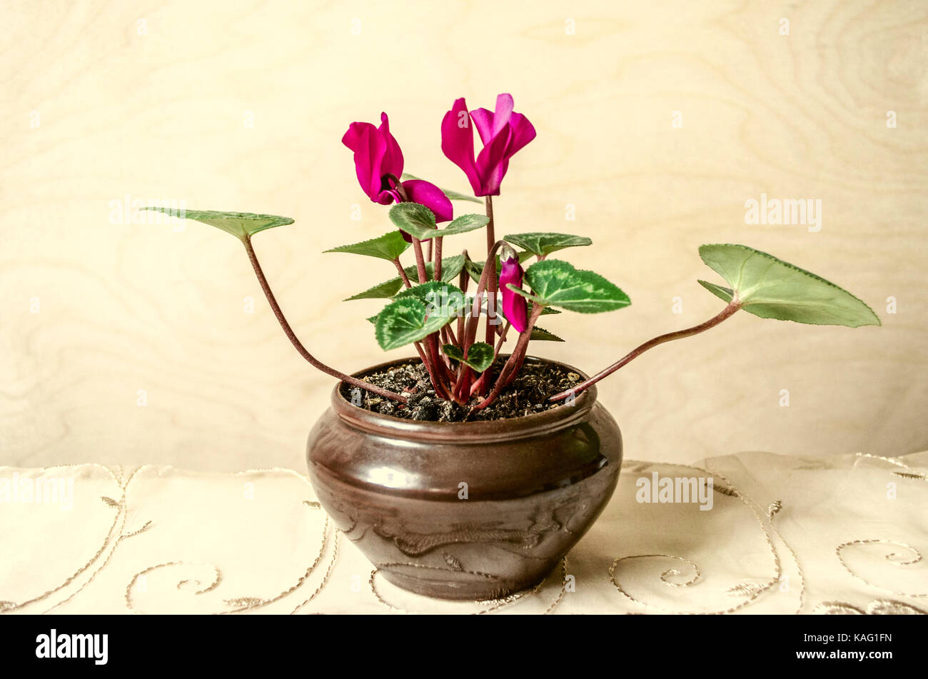 Small clay pot with blooming purple cyclamen on wooden table covered ...