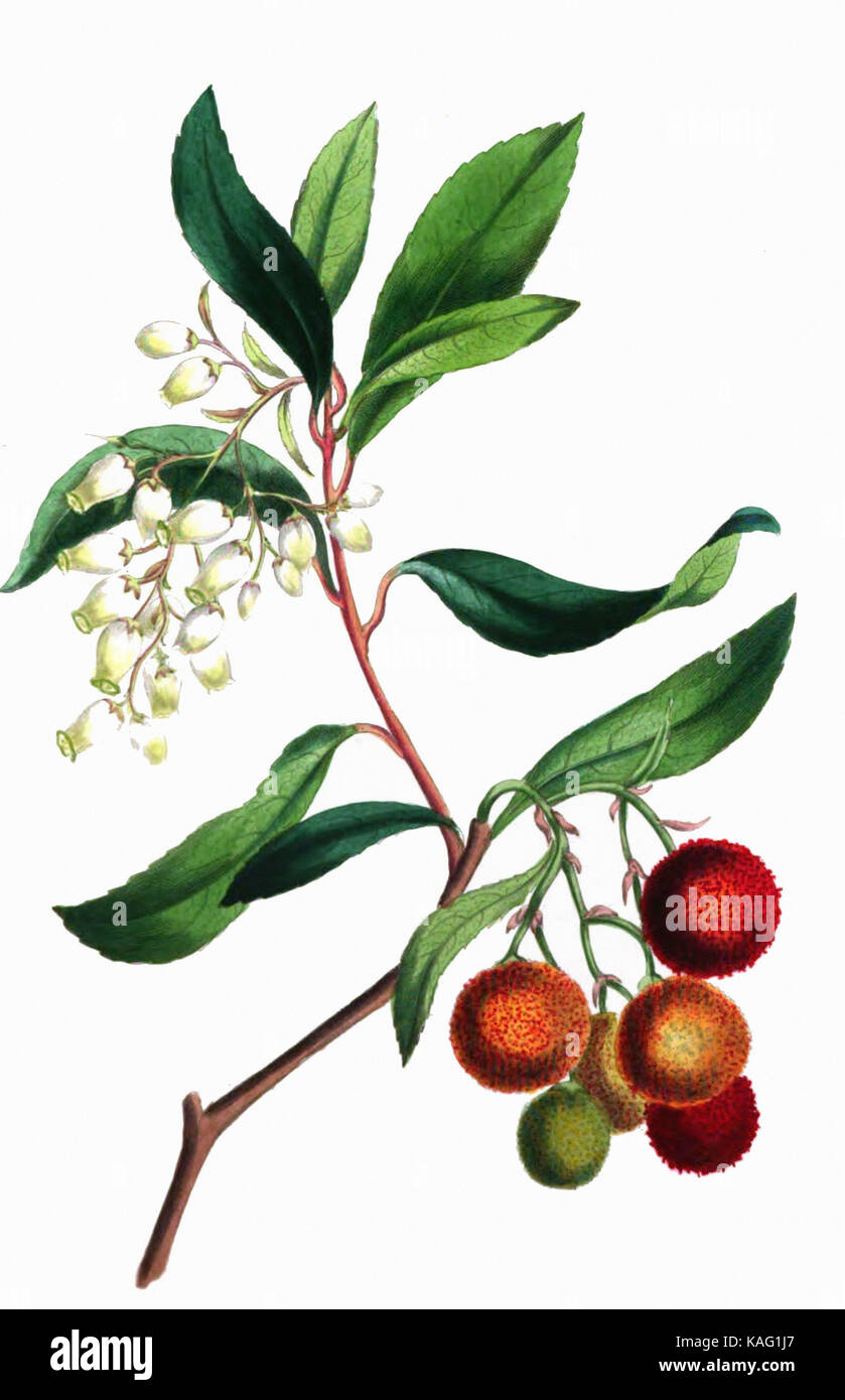 Arbousier hi-res stock photography and images - Alamy