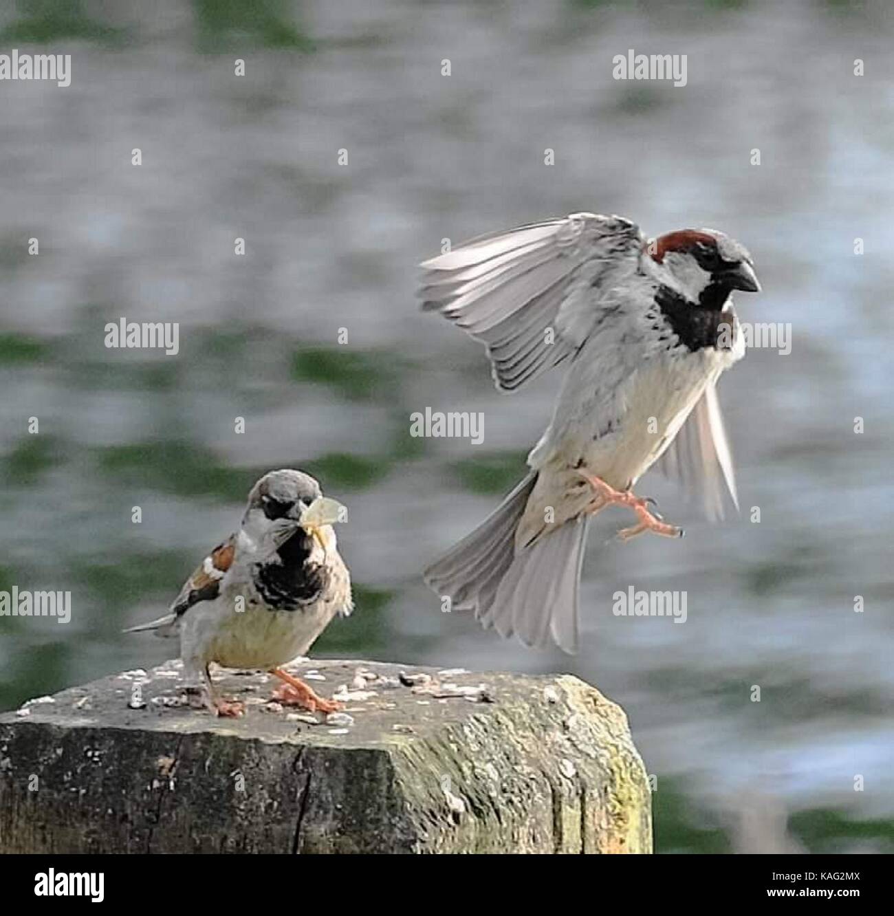 sparrow taking off flying Stock Photo - Alamy