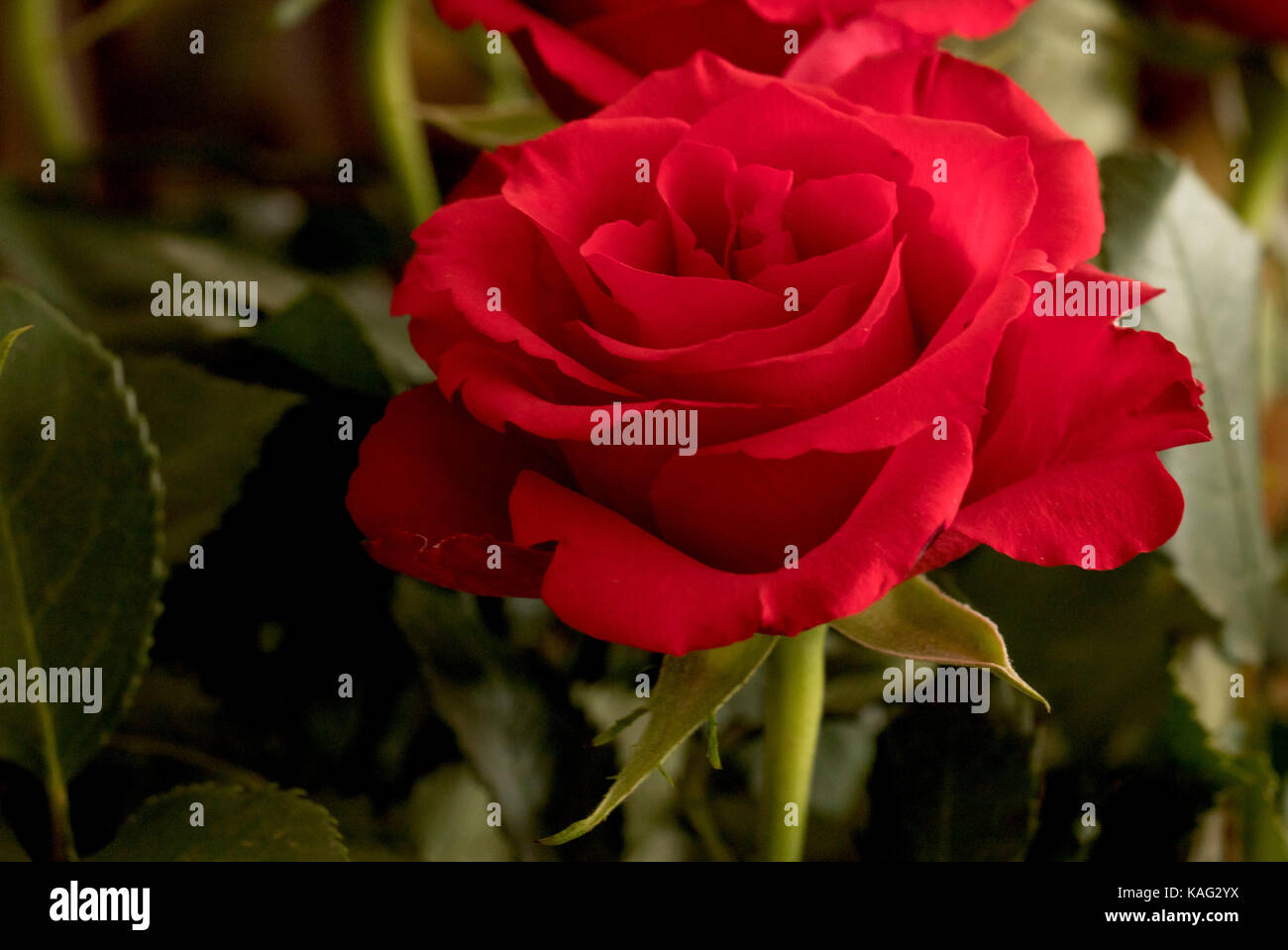 Red rose close up portrait Stock Photo - Alamy