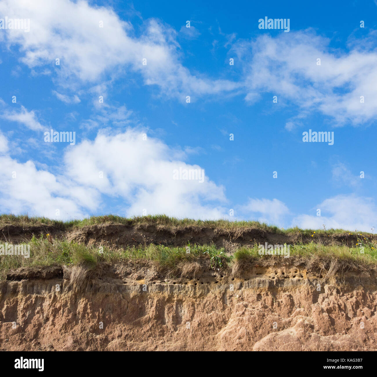 Sand Martins nesting on exposed grassy bank on beach near Redcar on the ...