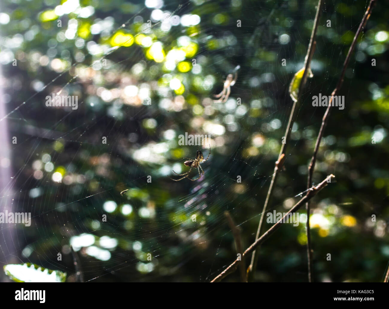 hunting spider eating prey close up Stock Photo - Alamy