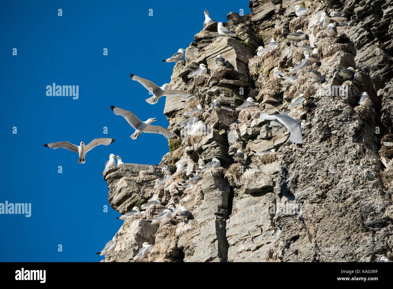 Norway, Svalbard, South Svalbard Nature Reserve, Edgeoya, Kapp Waldburg ...