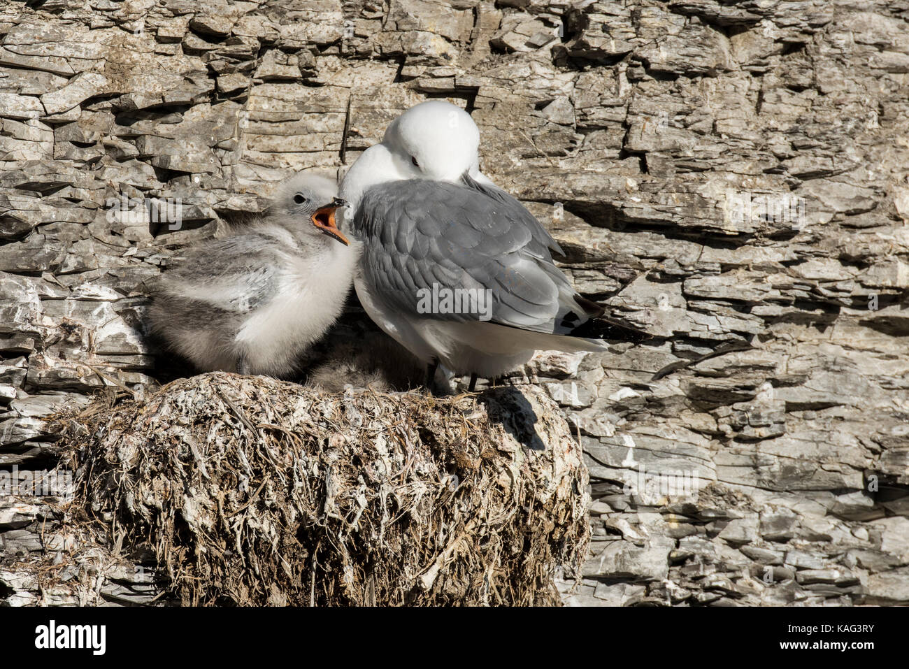 Norway, Svalbard, South Svalbard Nature Reserve, Edgeoya, Kapp Waldburg ...