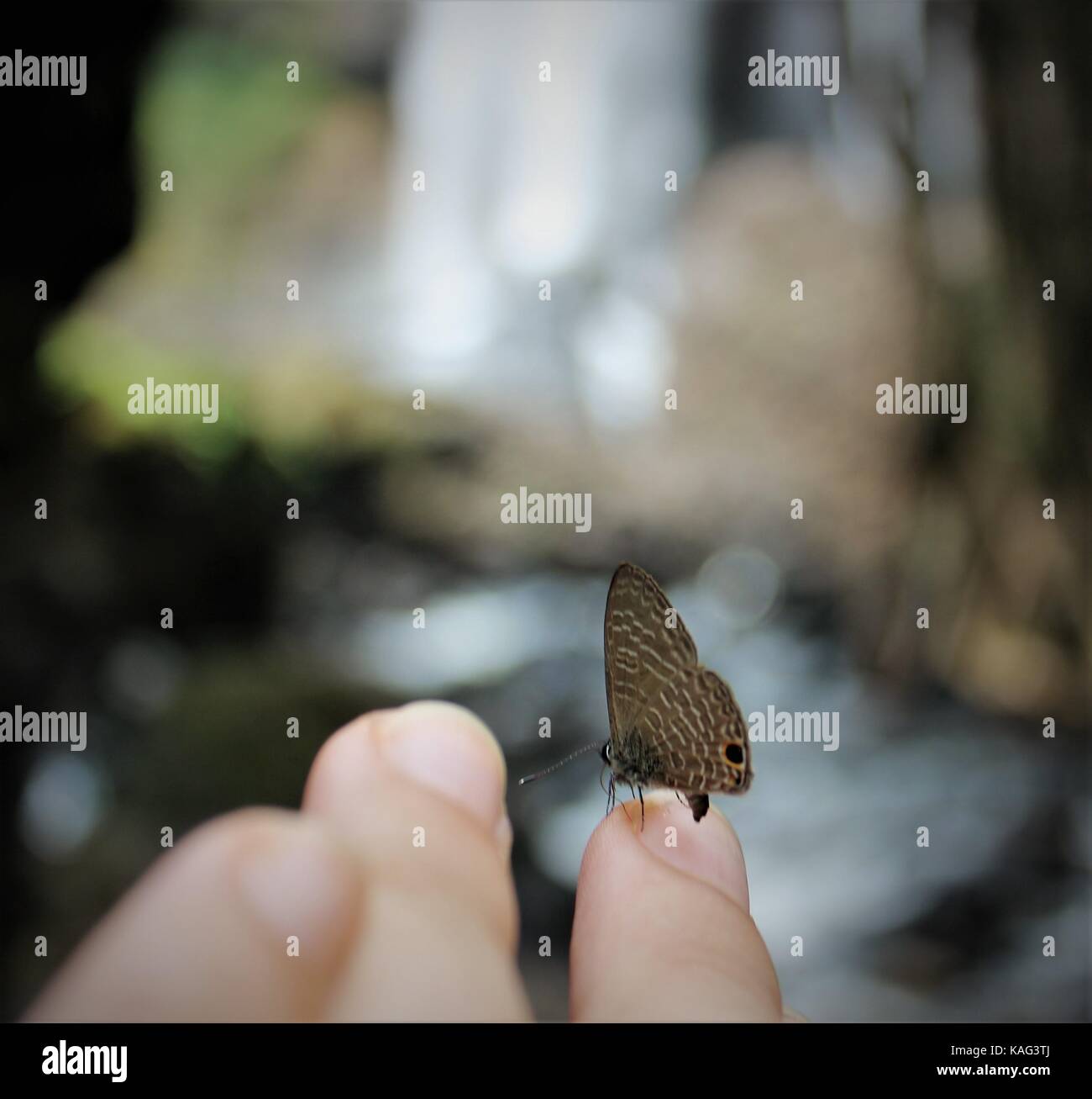 Finger and butterfly hi-res stock photography and images - Alamy