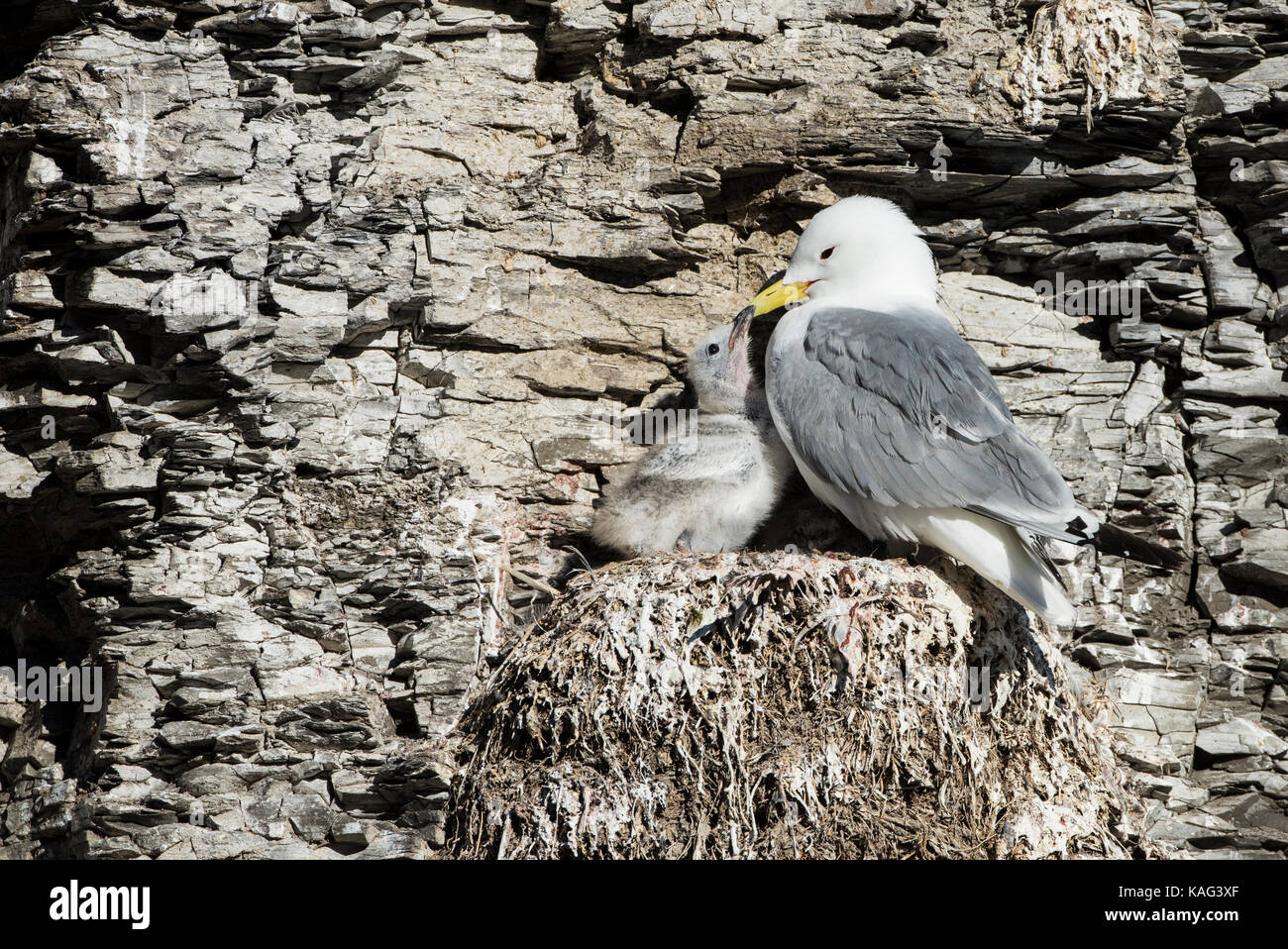 Norway, Svalbard, South Svalbard Nature Reserve, Edgeoya, Kapp Waldburg ...