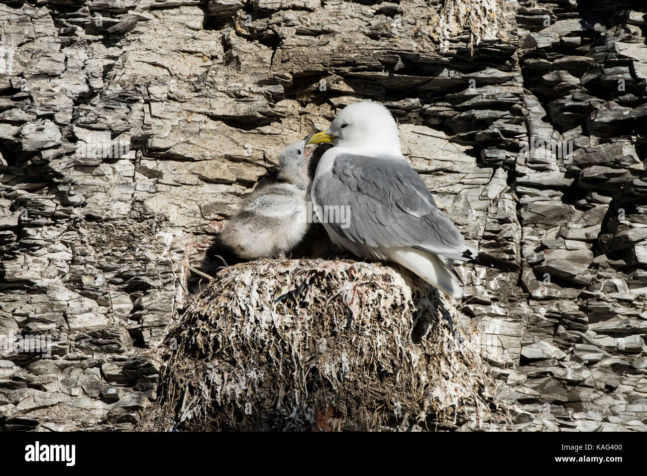 Norway, Svalbard, South Svalbard Nature Reserve, Edgeoya, Kapp Waldburg ...