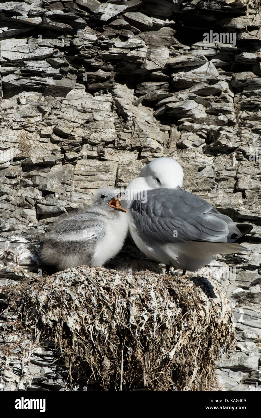 Norway, Svalbard, South Svalbard Nature Reserve, Edgeoya, Kapp Waldburg ...