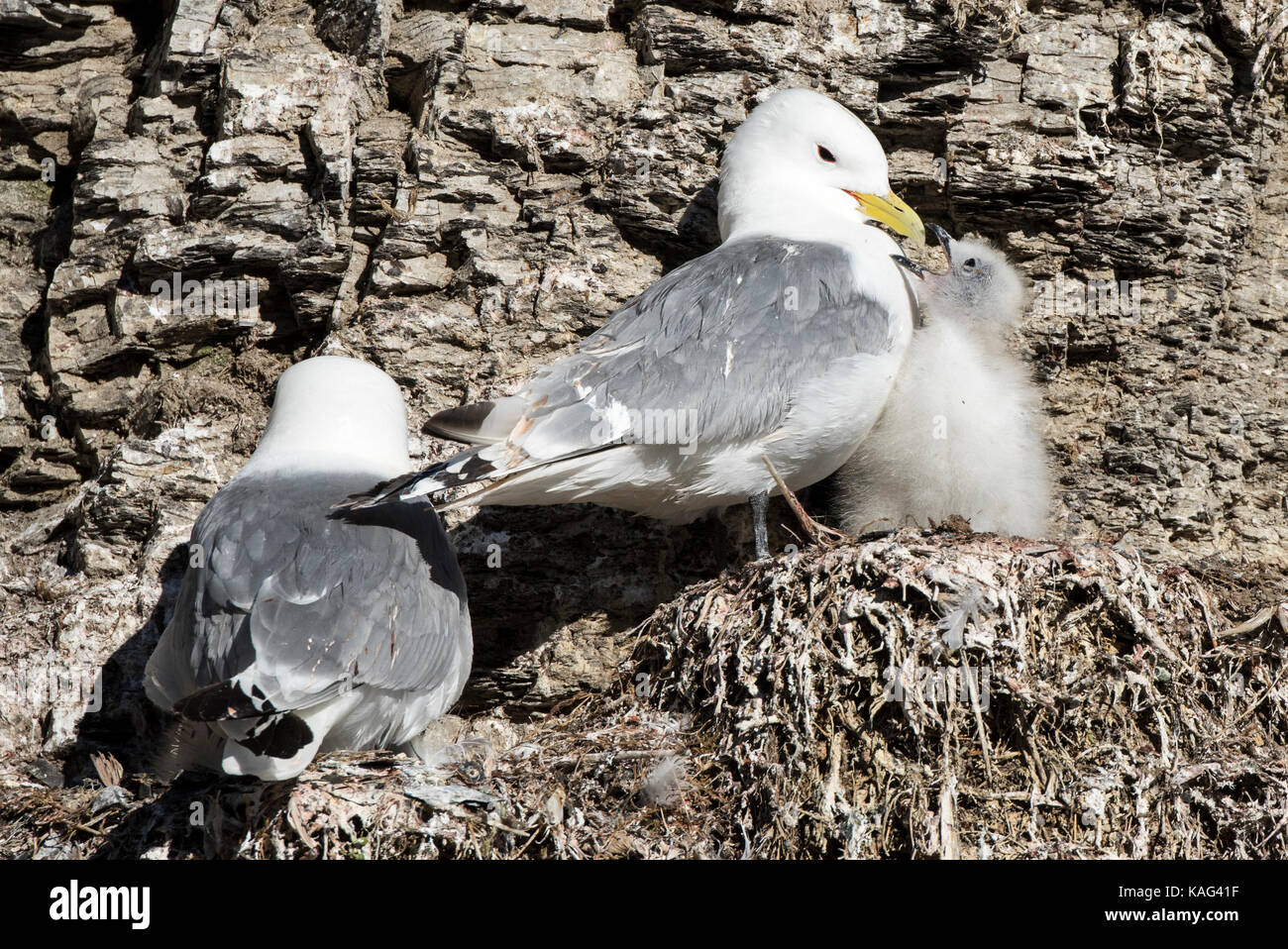 Norway, Svalbard, South Svalbard Nature Reserve, Edgeoya, Kapp Waldburg ...