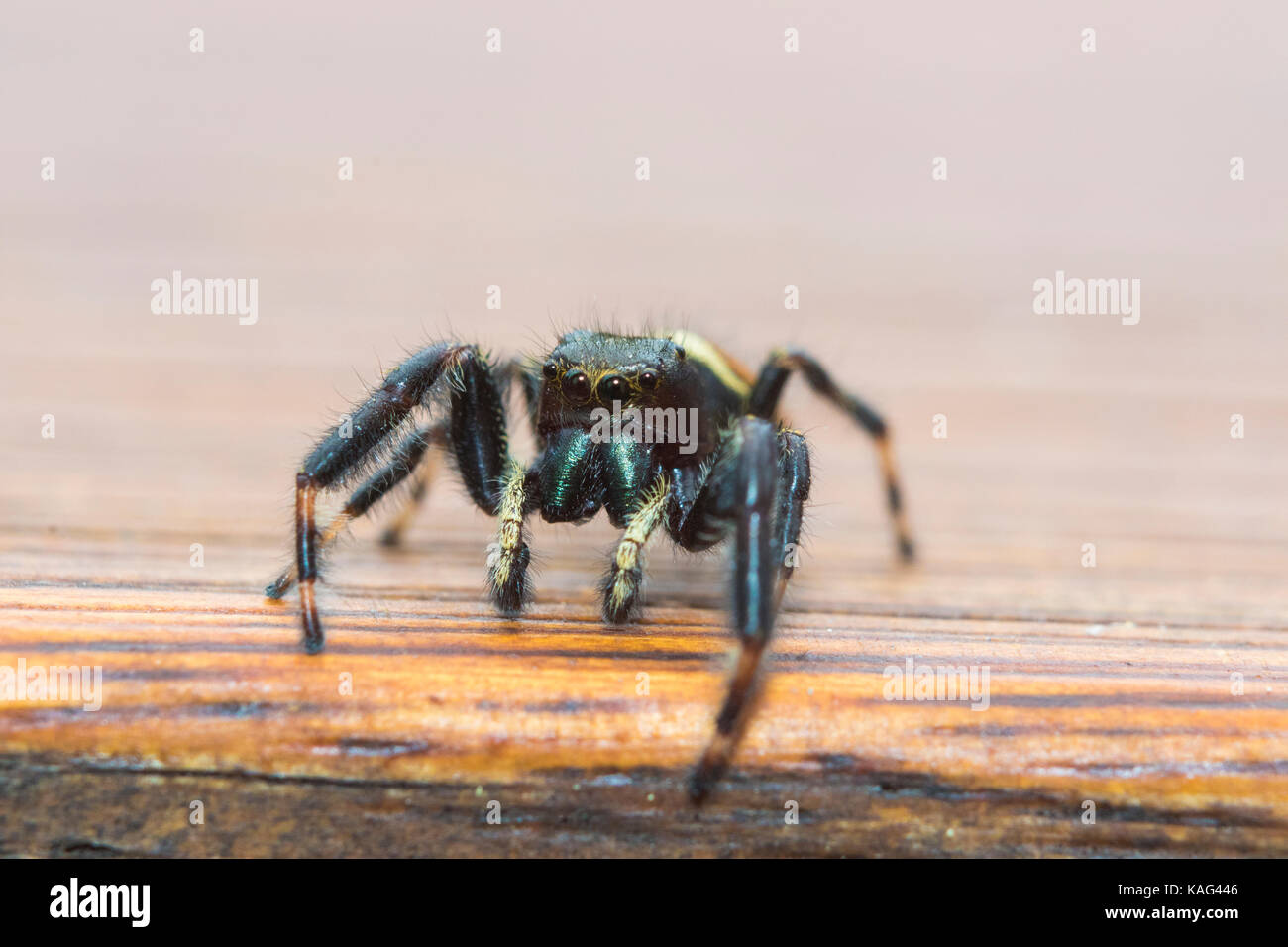Phidippus johnsoni, the red-backed jumping spider female Stock Photo ...