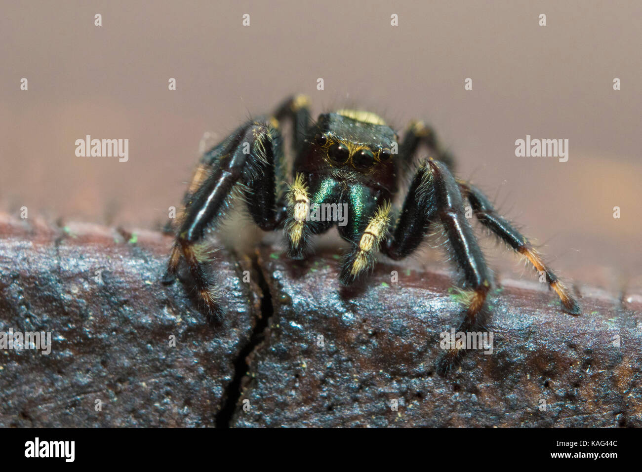 Phidippus johnsoni, the red-backed jumping spider female Stock Photo ...