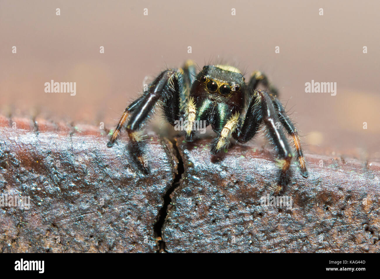 Phidippus johnsoni, the red-backed jumping spider female Stock Photo ...