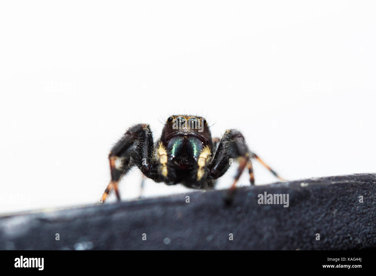 Phidippus johnsoni, the red-backed jumping spider female Stock Photo ...