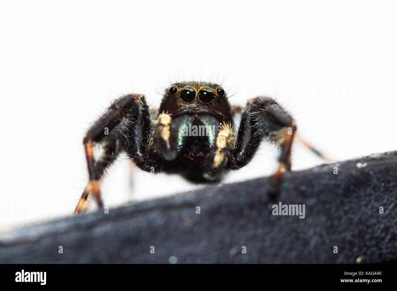 Phidippus johnsoni, the red-backed jumping spider female Stock Photo ...