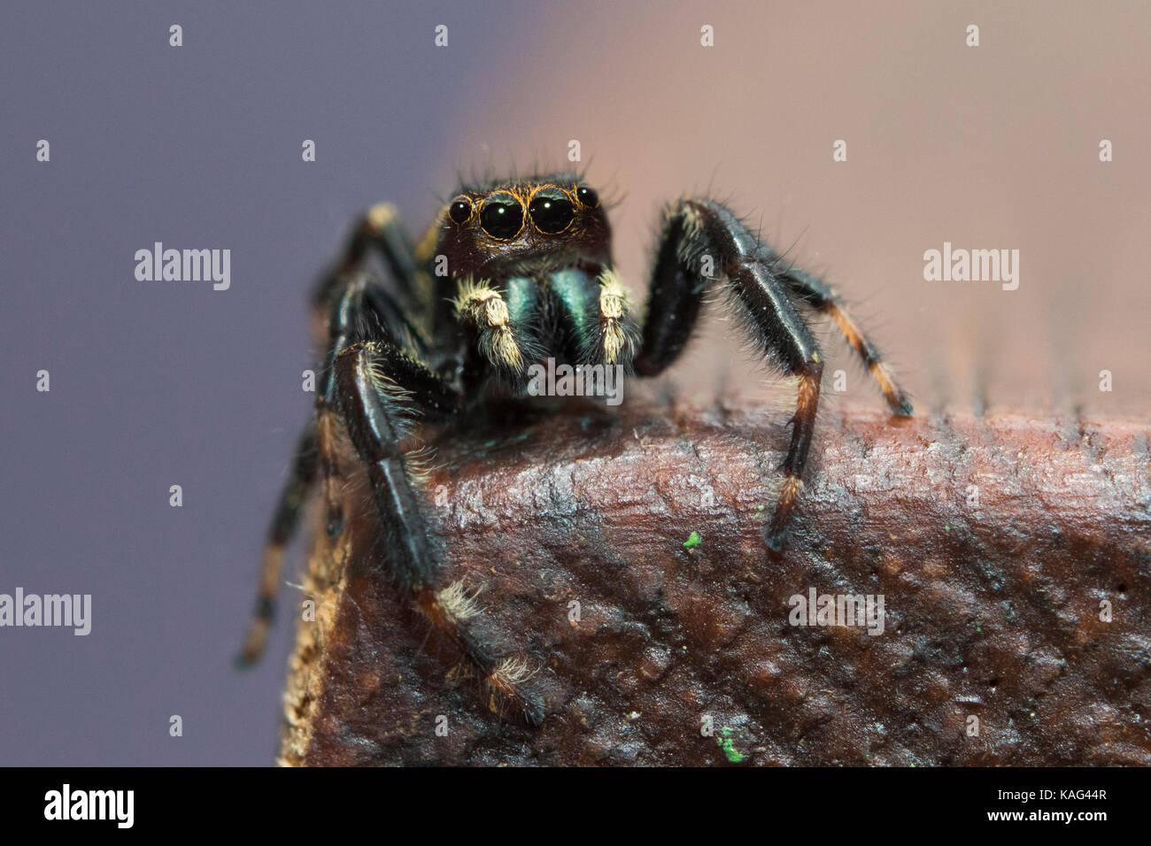 Red Back Jumping Spider