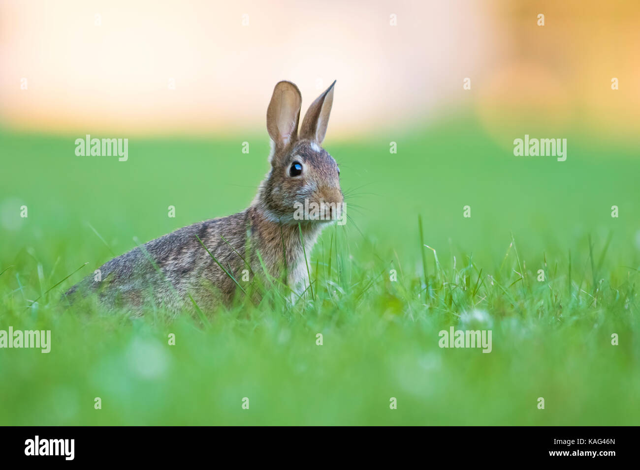Funny cottontail bunny Stock Photo - Alamy