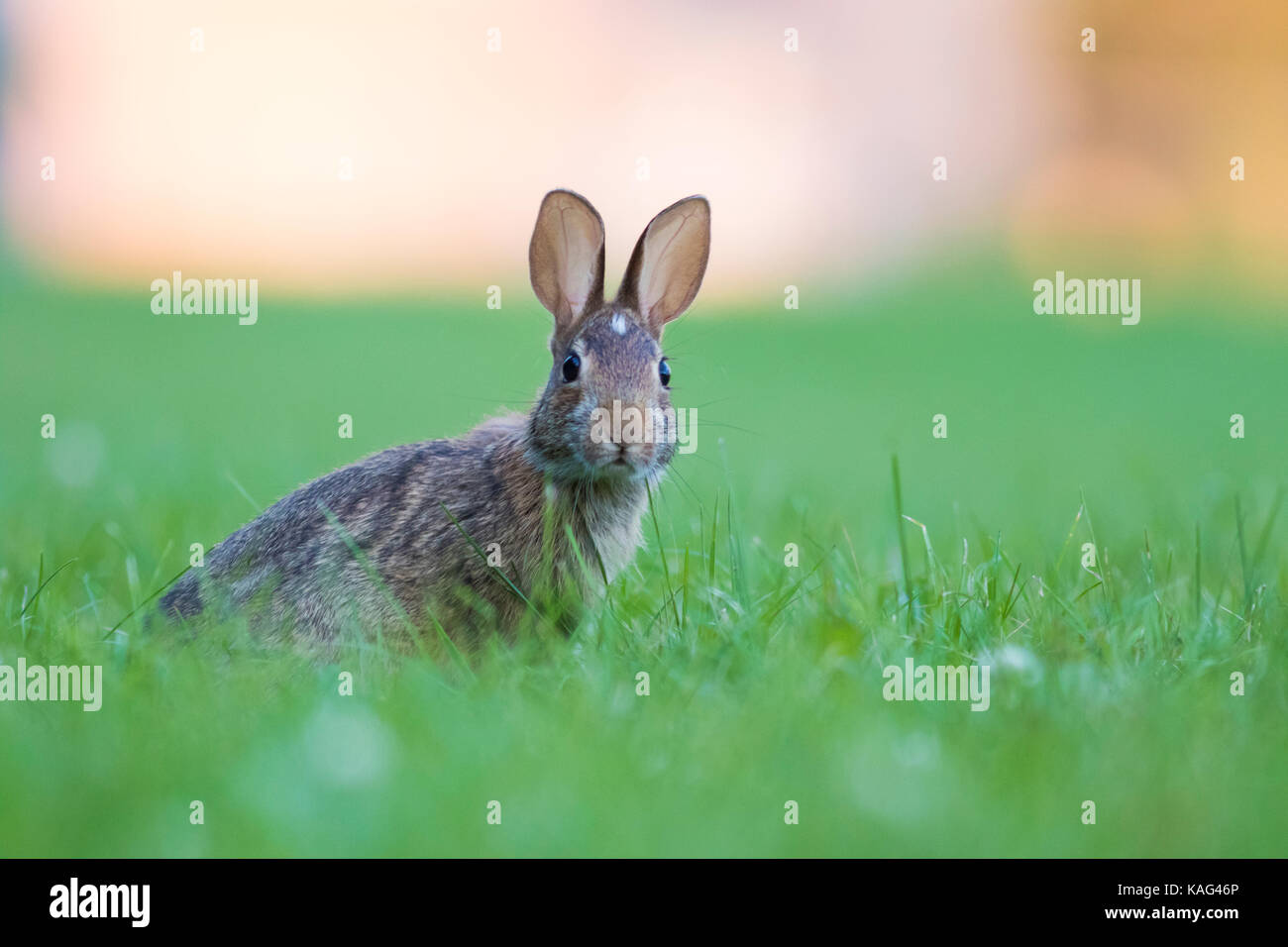 Eastern cottontail rabbit family hi-res stock photography and images ...