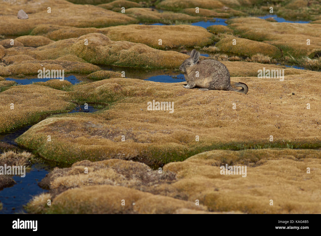 Northern viscacha hi-res stock photography and images - Alamy