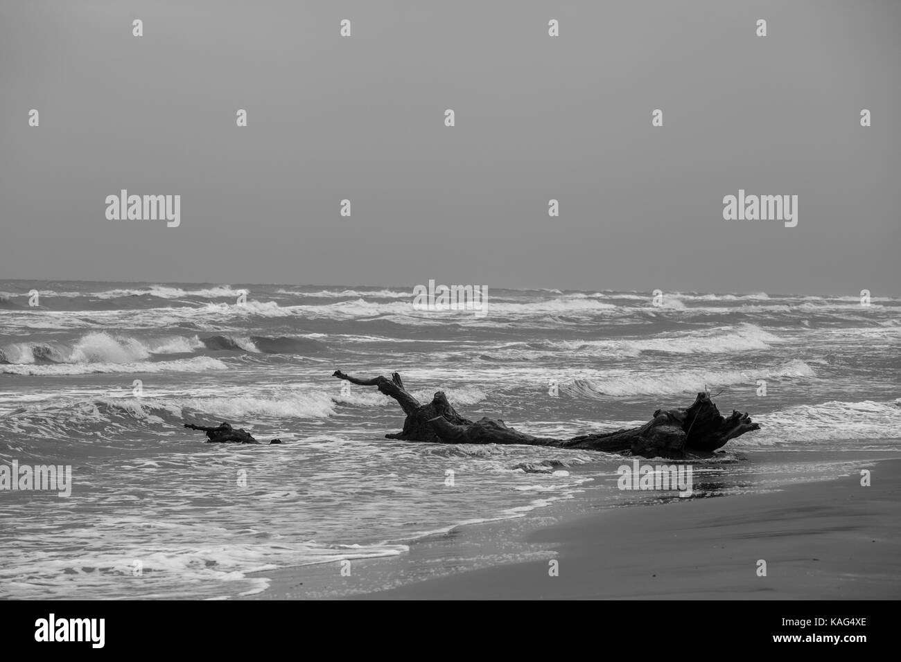 Black and white log in water Stock Photo - Alamy
