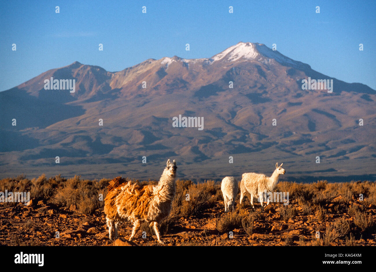 America Chile landscape and Llamas and alpaca near Caspana village ...