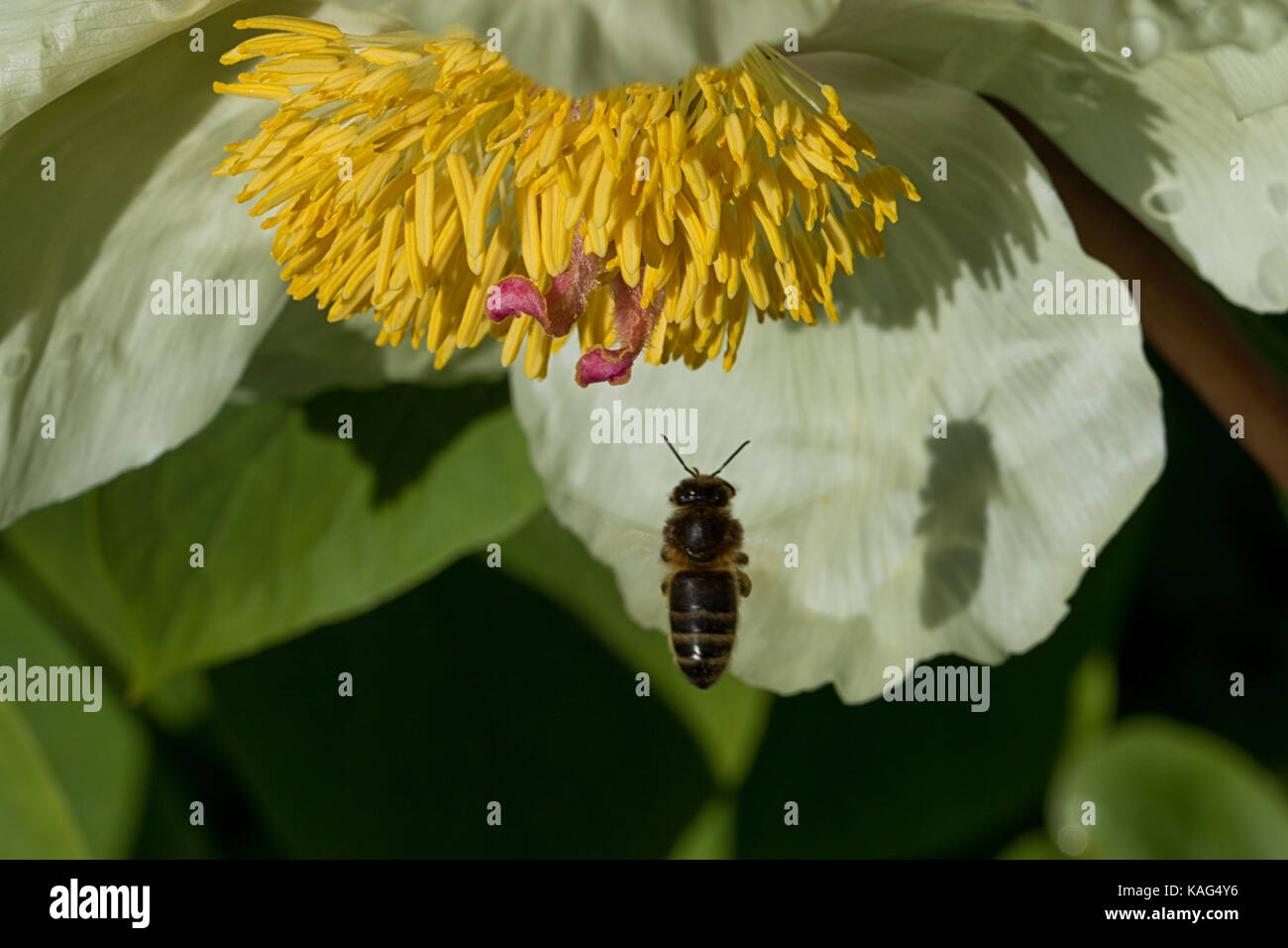 Honey Bee flying towards a flower and casting a shadow on a petal Stock ...