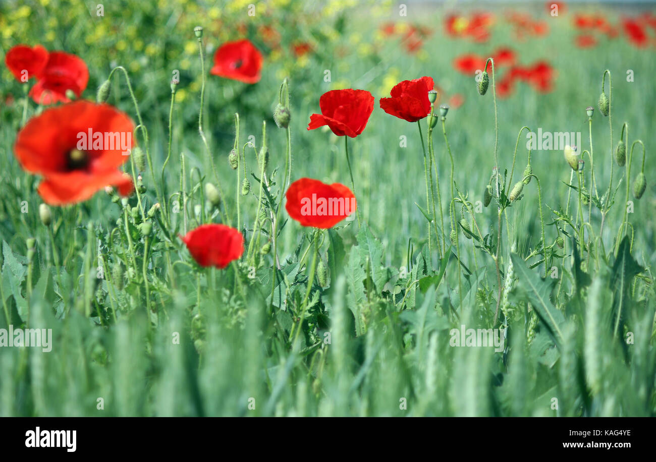 red poppy flowers nature background Stock Photo - Alamy