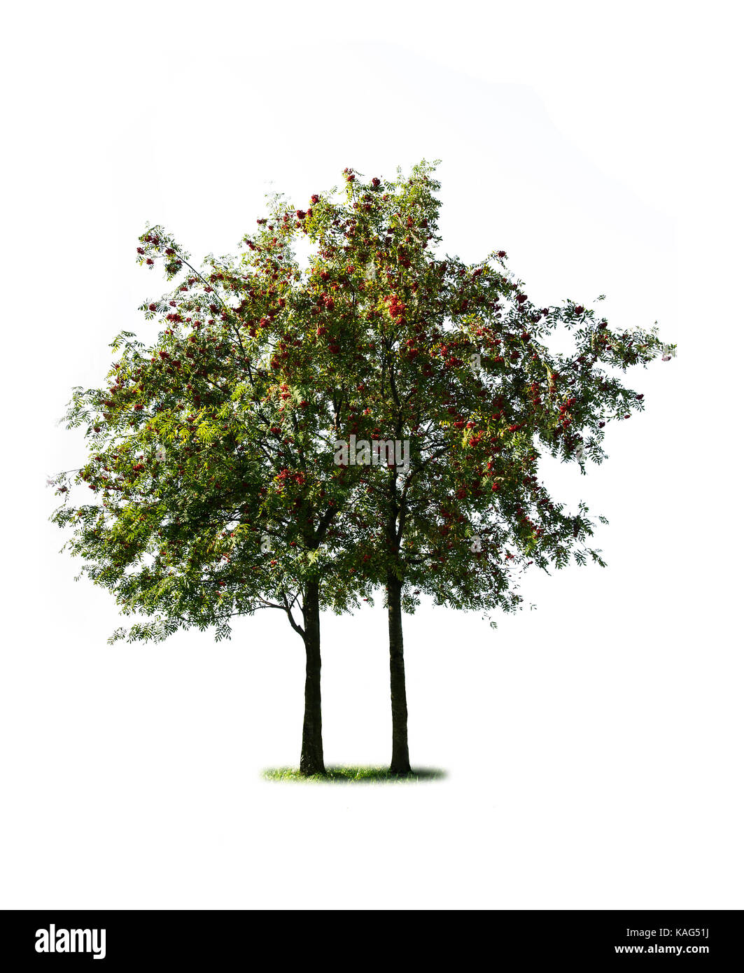 White rowan tree berries Cut Out Stock Images & Pictures - Alamy