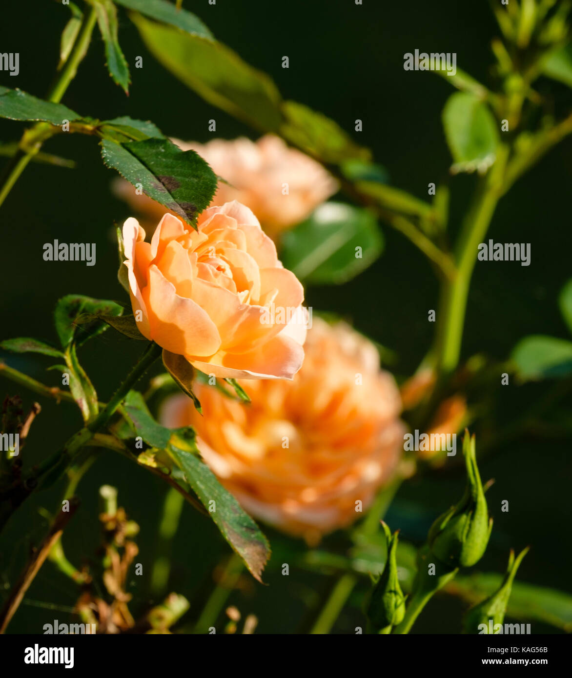 Peach coloured roses Stock Photo - Alamy
