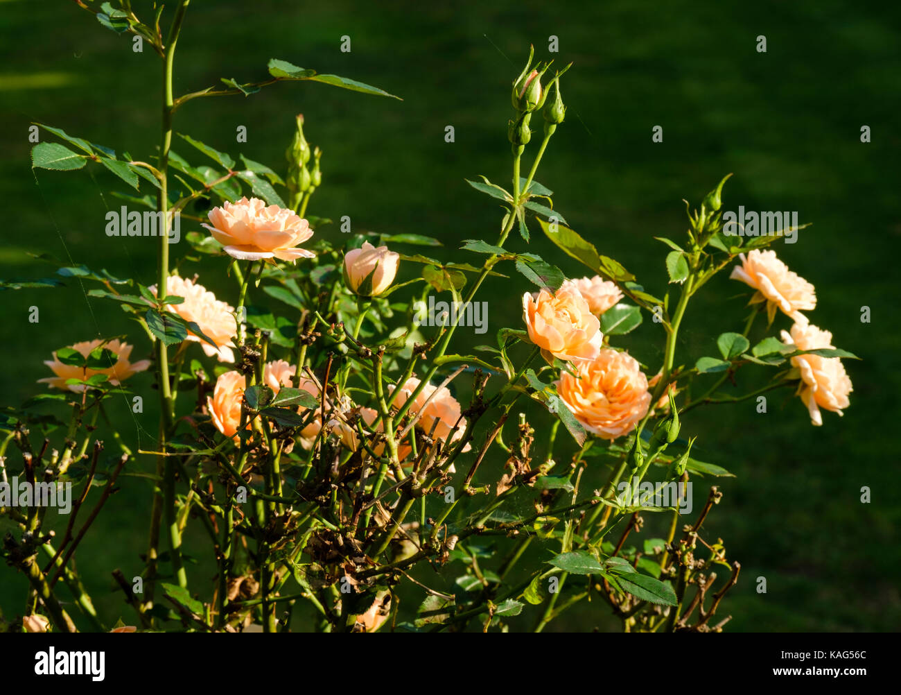 Peach coloured roses Stock Photo - Alamy