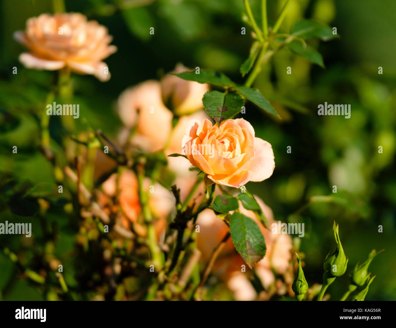 Peach coloured roses Stock Photo - Alamy