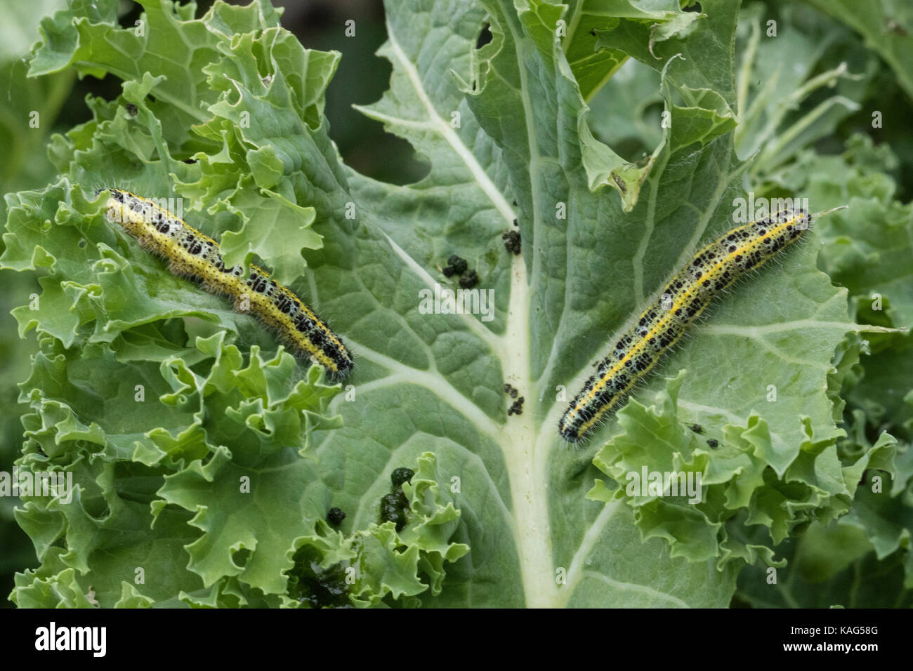 Caterpillars brassica hi-res stock photography and images - Alamy