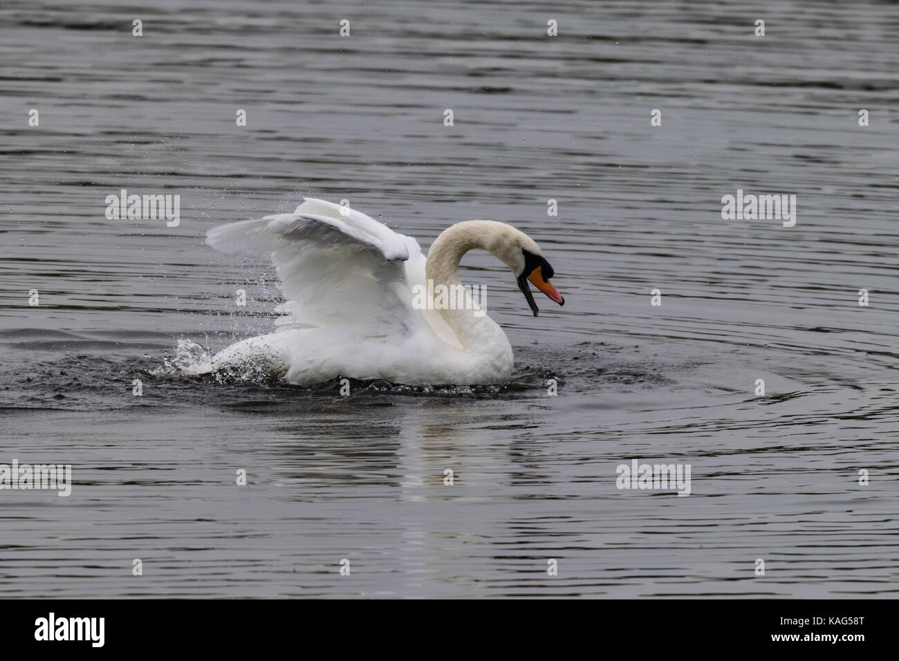 Adult sized cygnet mute swan stretching wings on a still calm lake ...
