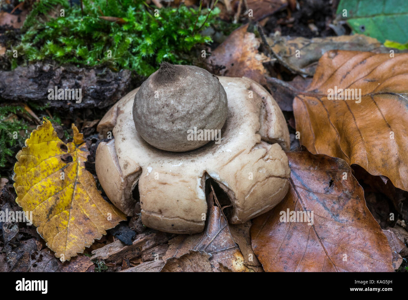 Collared earthstar / saucered earthstar / triple earthstar (Geastrum ...
